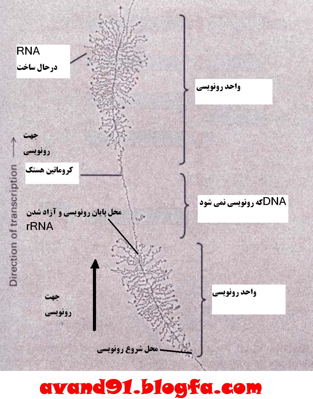 ساختار پر مانند در رونویسی