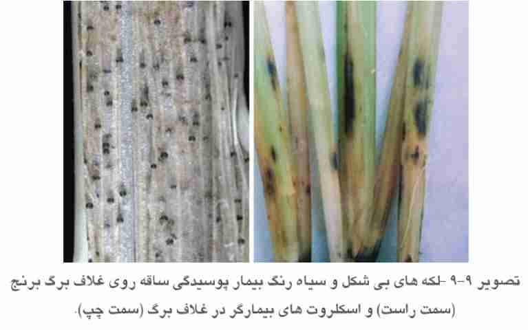 پوسیدگی ساقه برنج Stem Rot شرکت کشاورزی و دامپروری سرافراز هزارمسجد