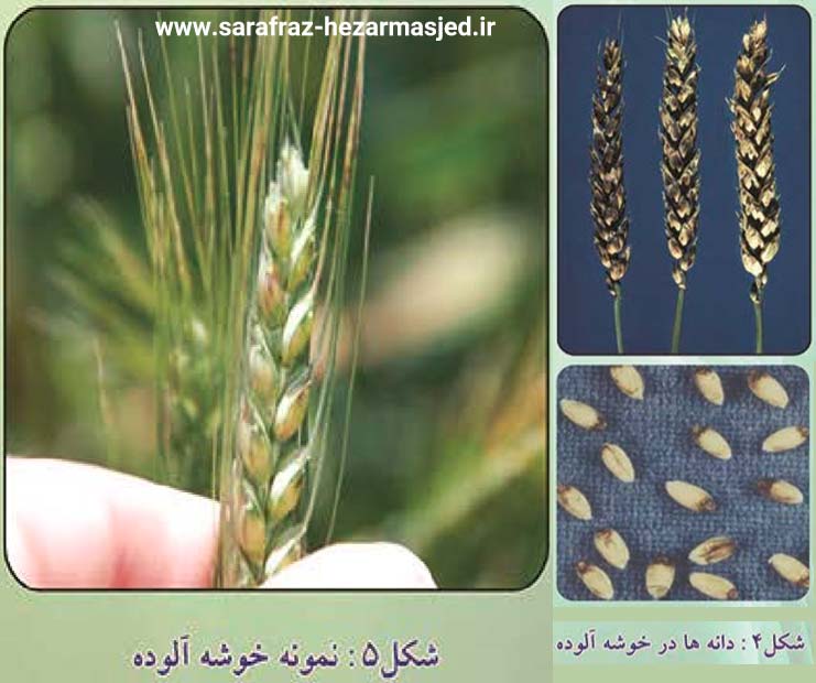 بیماری لکه نواری باکتریایی گندم شرکت کشاورزی و دامپروری سرافراز هزارمسجد