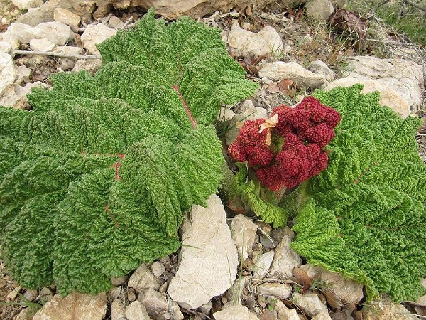 دانشنامه ریواس | گیاهشناسی ریواس